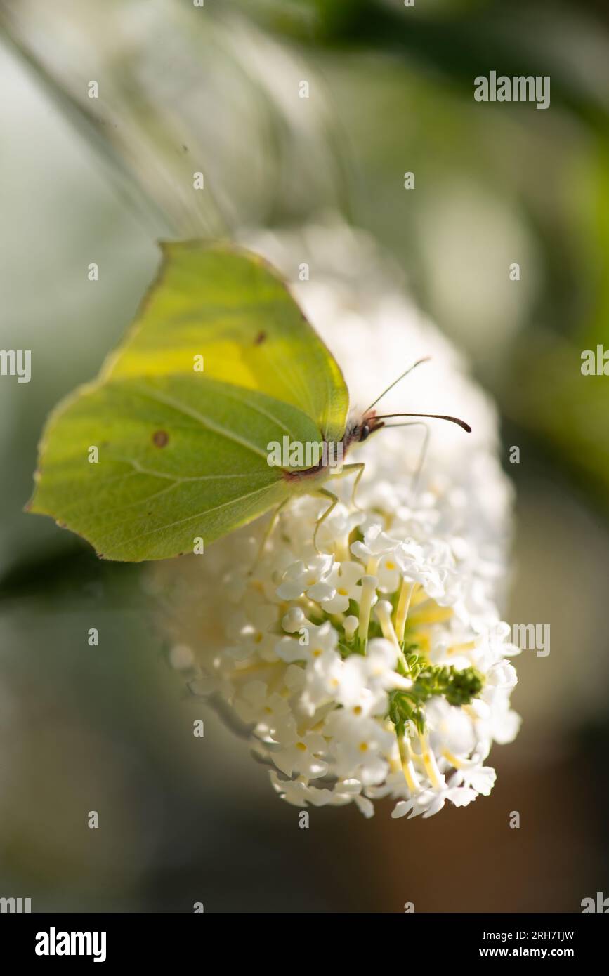 Beautiful illuminating yellow butterfly hi-res stock photography and ...