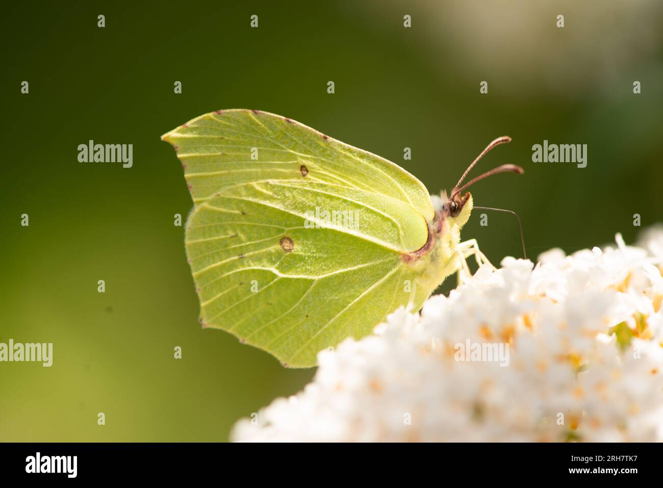 Seamless pattern red butterfly hi-res stock photography and images - Alamy