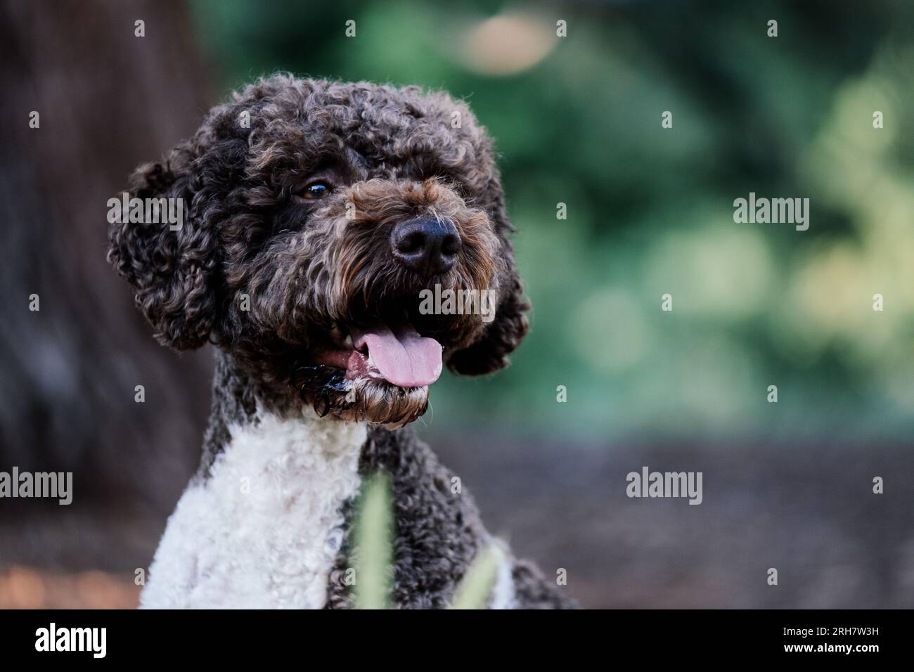 Lagotto Romagnolo dog Stock Photo - Alamy