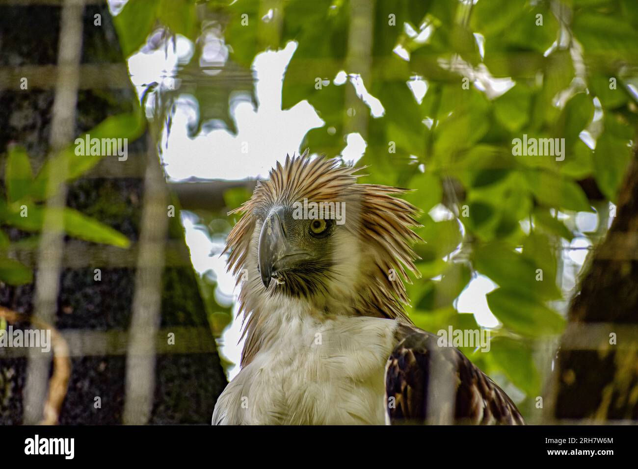 Philippine eagle hi-res stock photography and images - Alamy