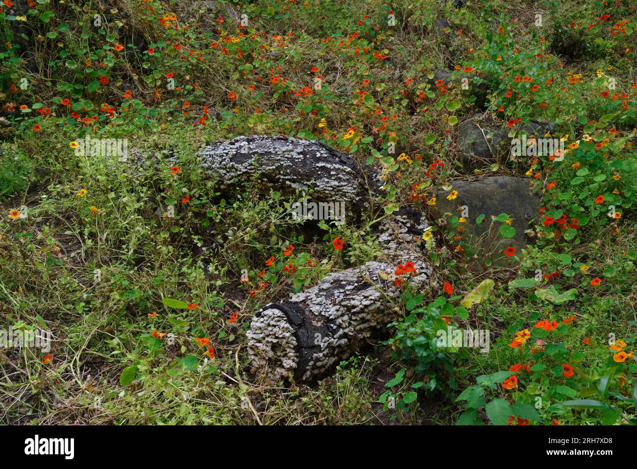 Fungi on decaying dead tree, wildflowers, rocks shown in Central ...