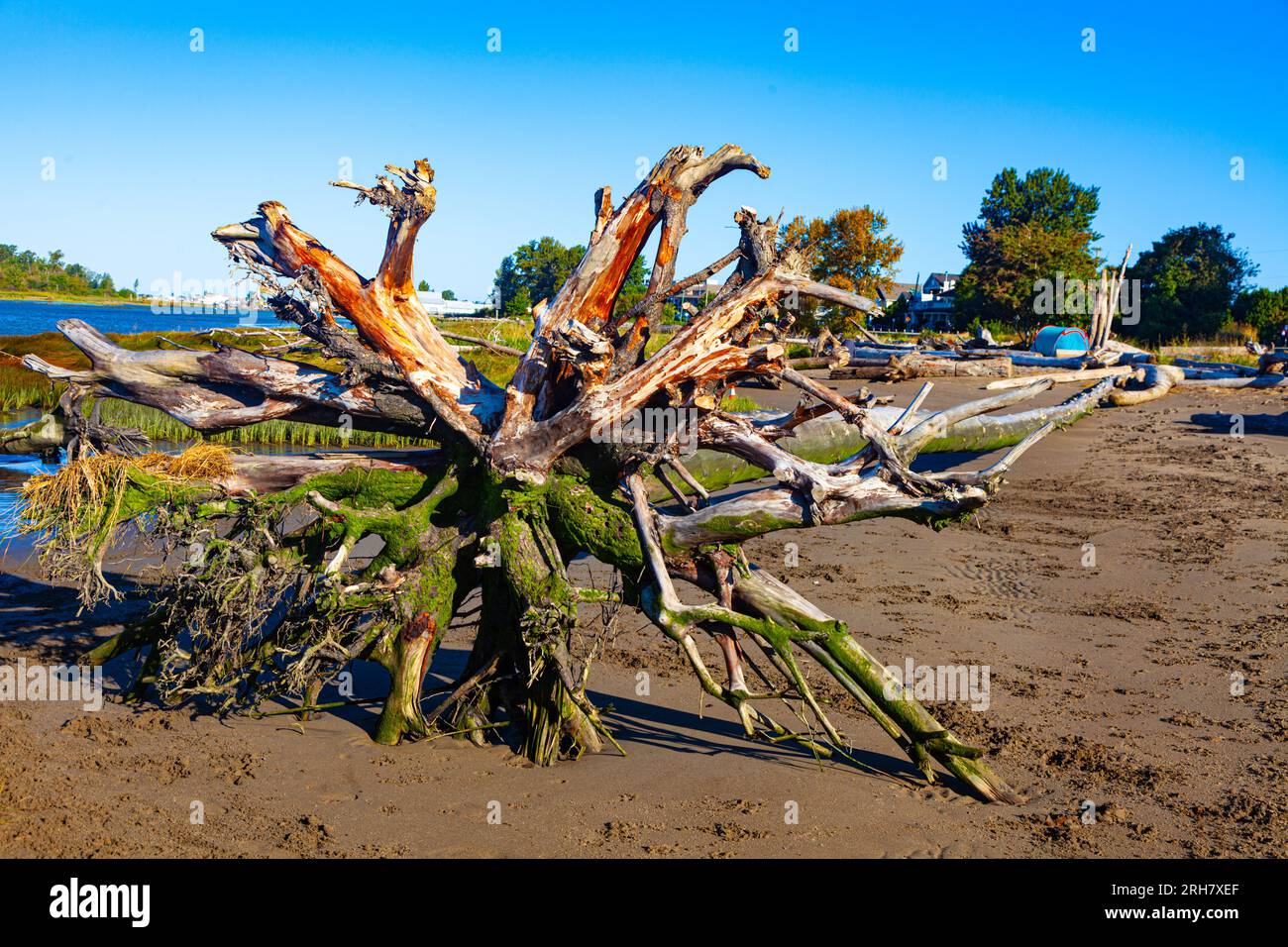 Large tree and root system washed up on the banks of the Fraser River ...