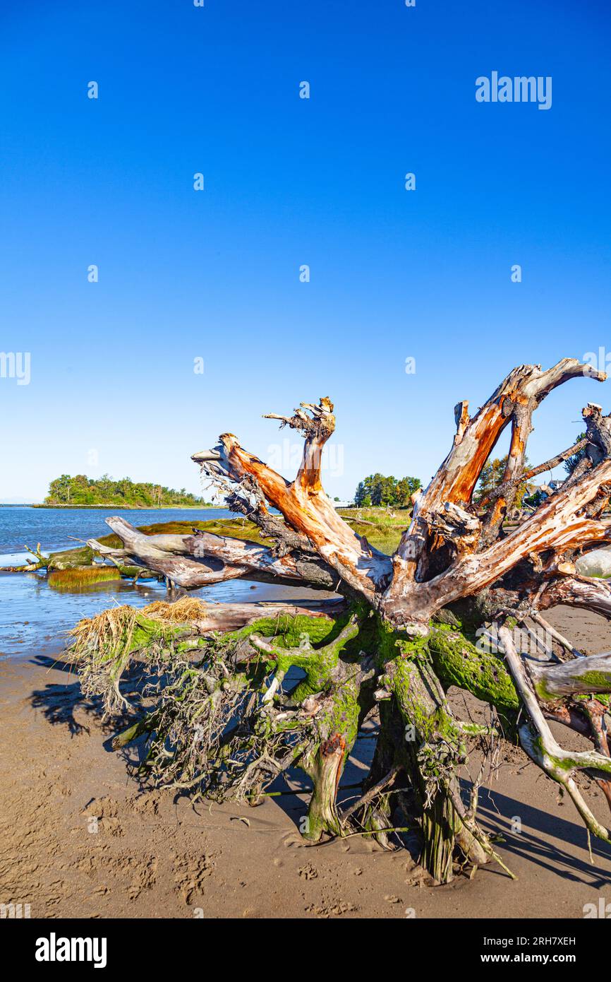 Large tree and root system washed up on the banks of the Fraser River ...
