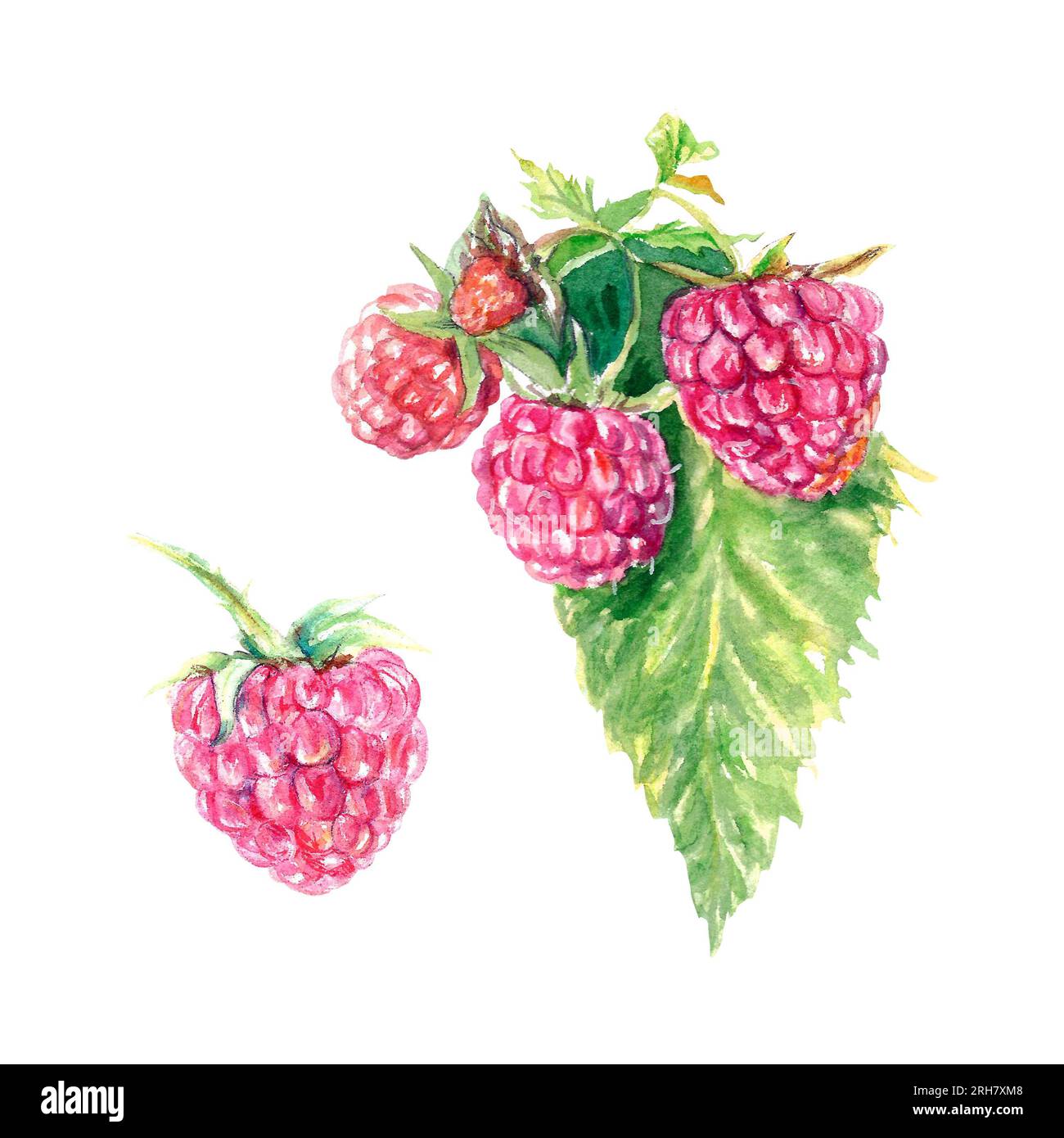 Watercolor raspberry. Botanical illustration isolated on white ...