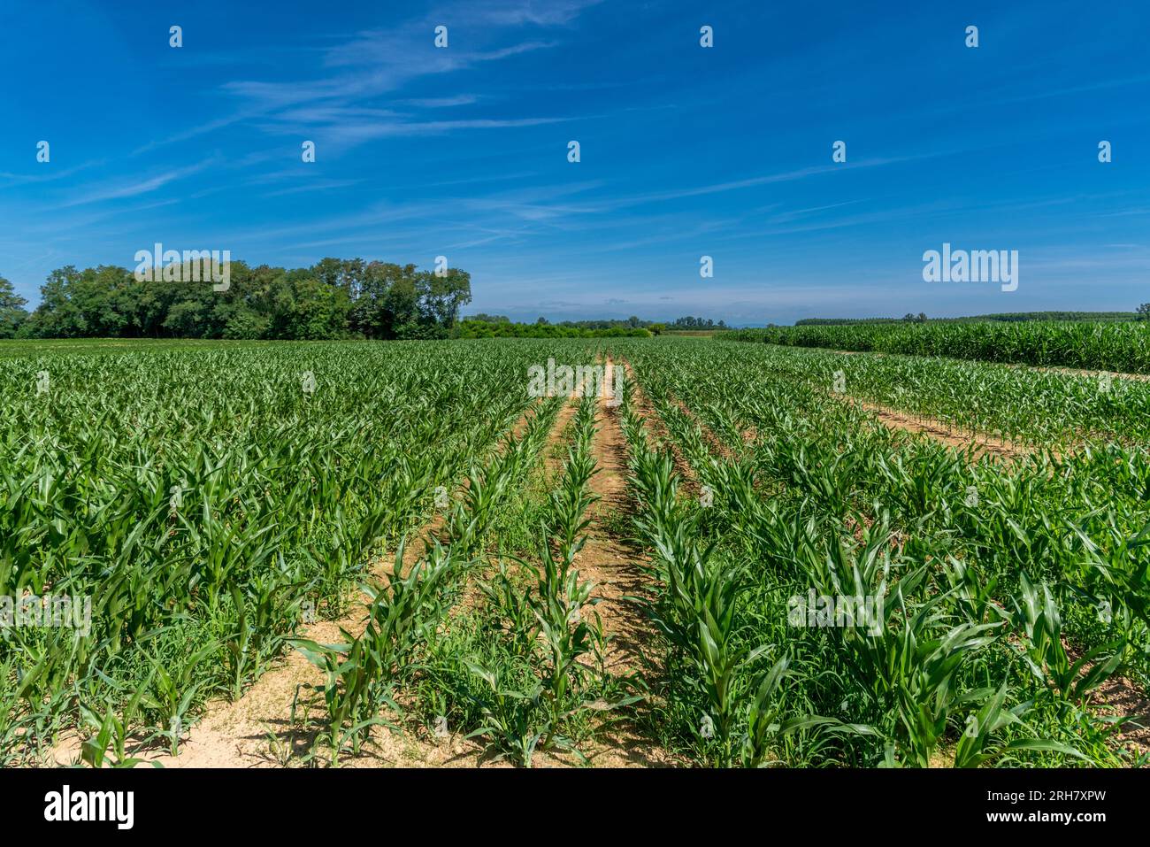 Field of young corn plants on blue sky with trees in the background ...