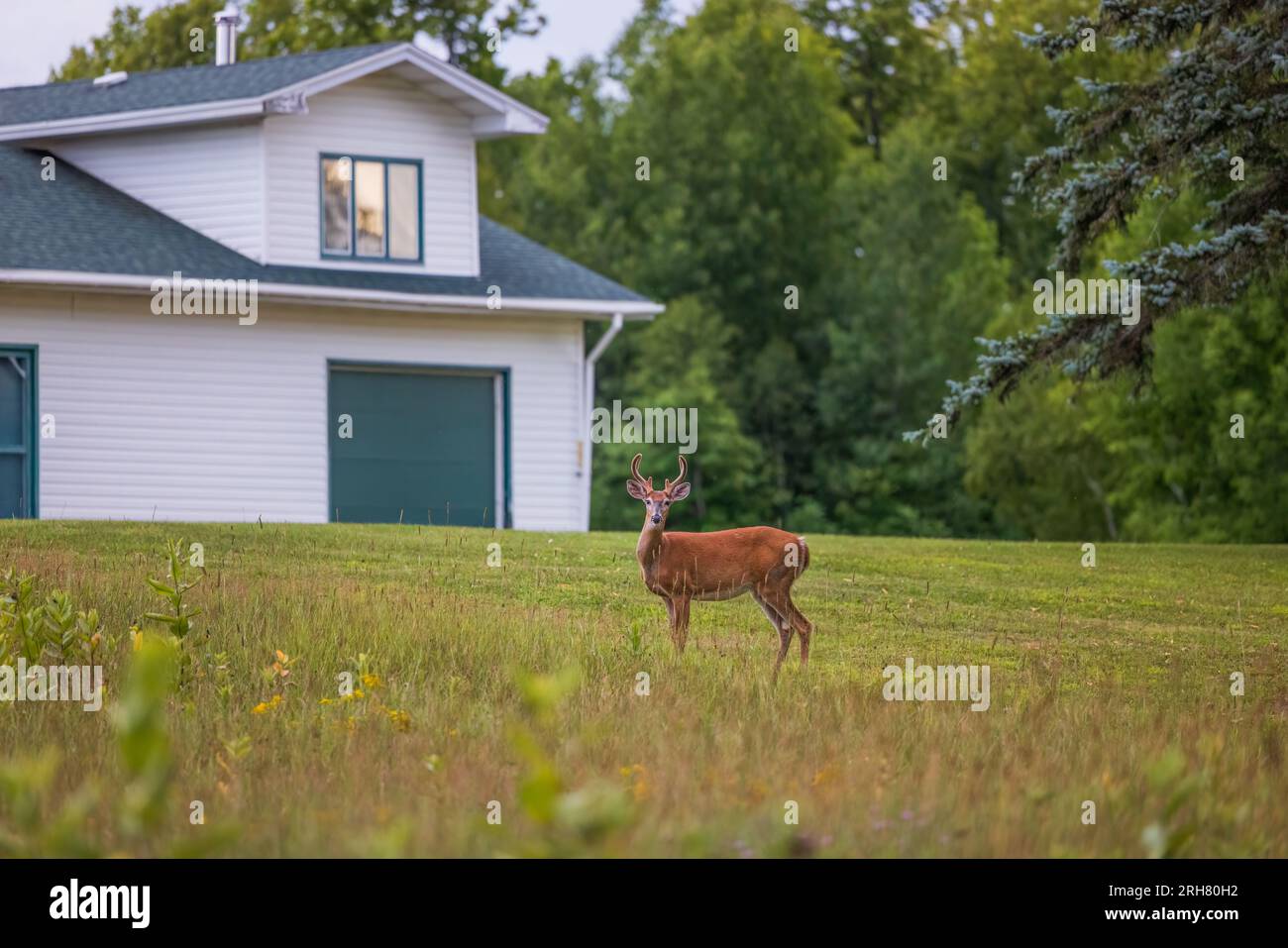 White-tailed buck standing in a homeowner's backyard in northern ...