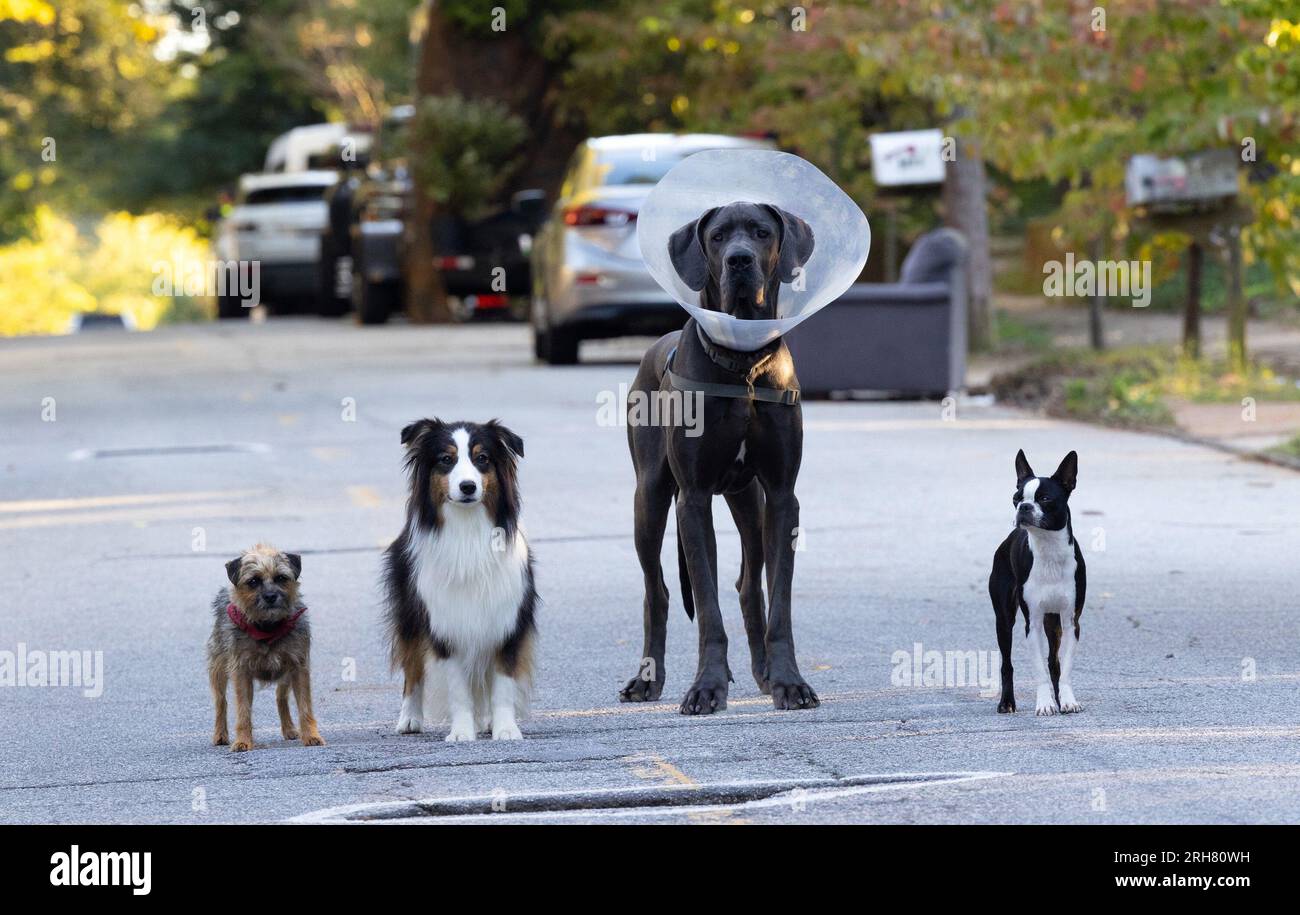 STRAYS, from left: Reggie (voice: Will Ferrell), Maggie (voice: Isla ...