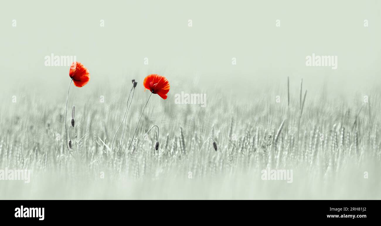 Two poppies ( Papaver Rhoeas ) in a faded pastel-coloured field of ...