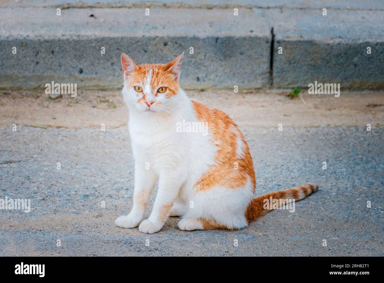 Street Cat, close portrait, wildlife animals, urban cat Stock Photo - Alamy