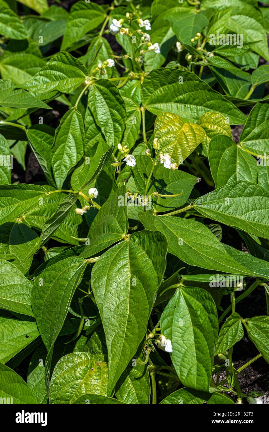 Gold bush bean hi-res stock photography and images - Alamy