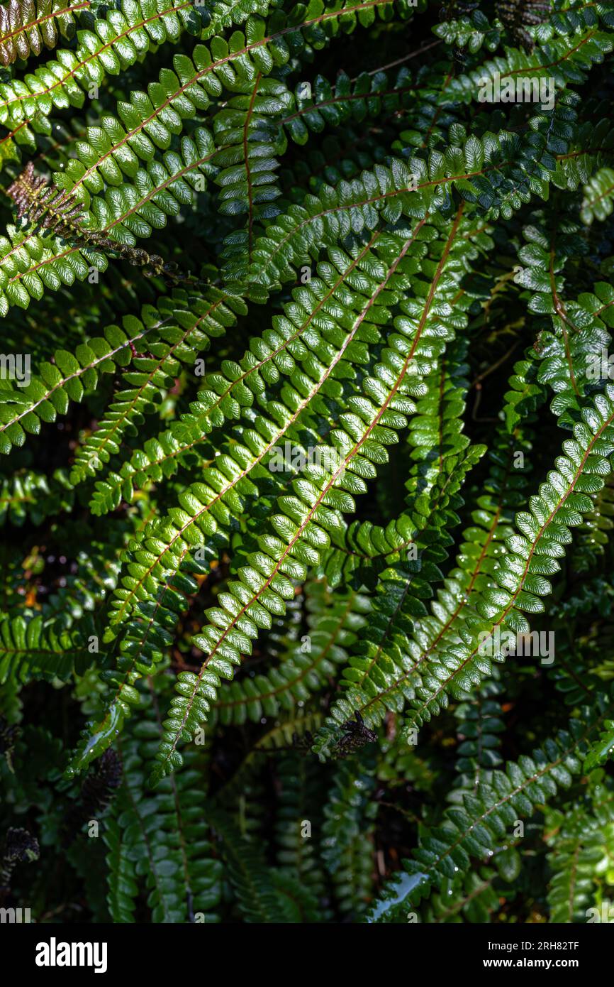 Alpine Water Fern (Blechnum penna-marina Stock Photo - Alamy