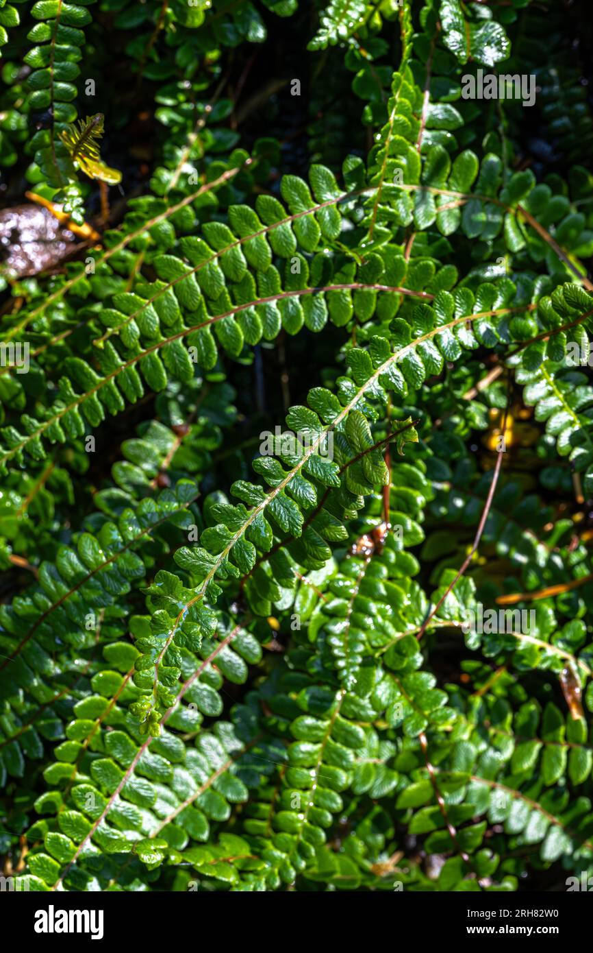 Alpine Water Fern (Blechnum penna-marina Stock Photo - Alamy
