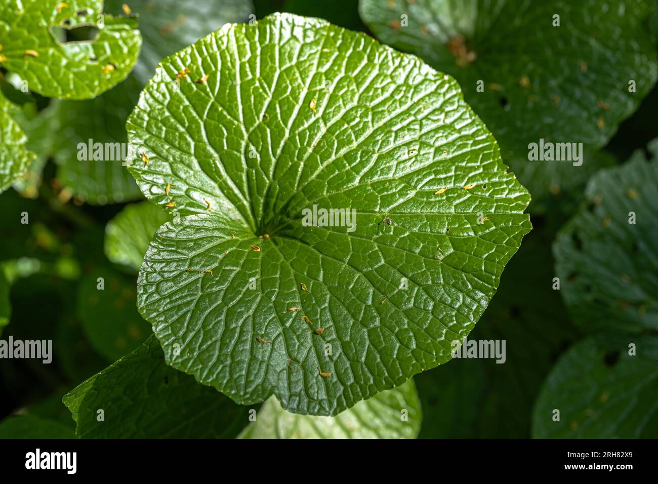 Leaf of Wasabi (Eutrema japonica) ‘Mazuma’ Stock Photo - Alamy