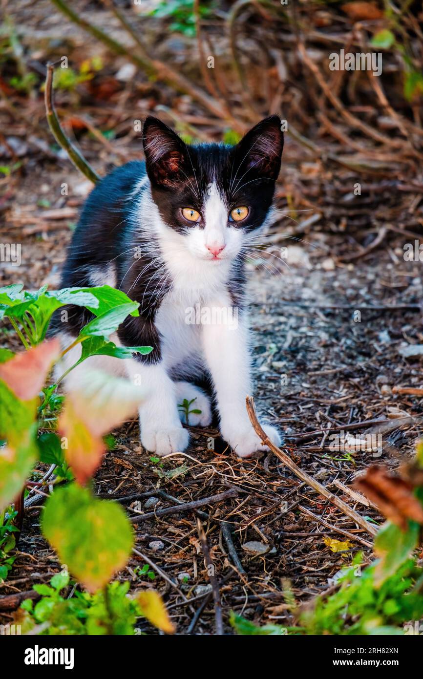 Street Cat, close portrait, wildlife animals, urban cat Stock Photo - Alamy