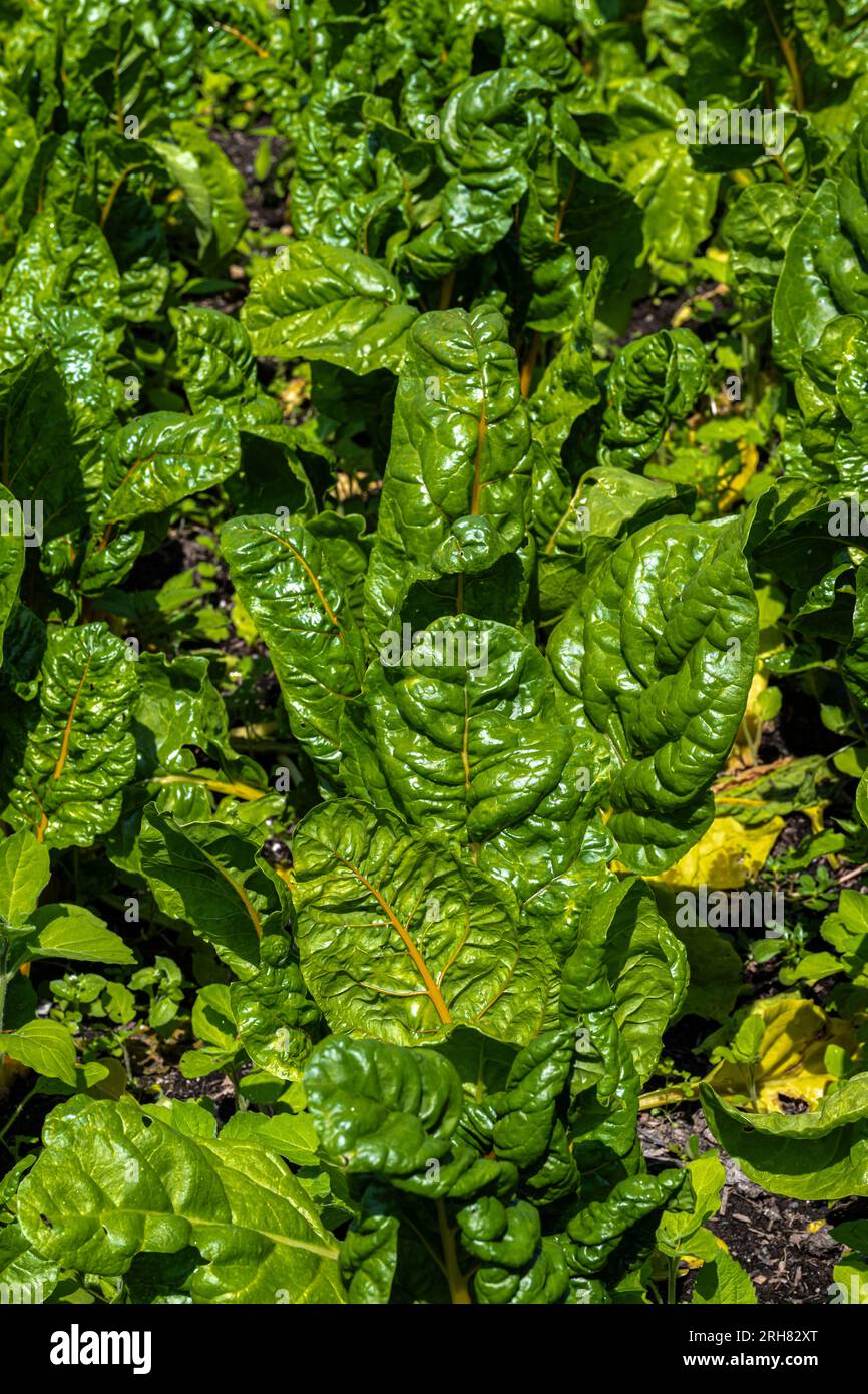 Swiss Chard (Beta vulgaris) Flavescens Group "Canary Yellow Stock Photo ...