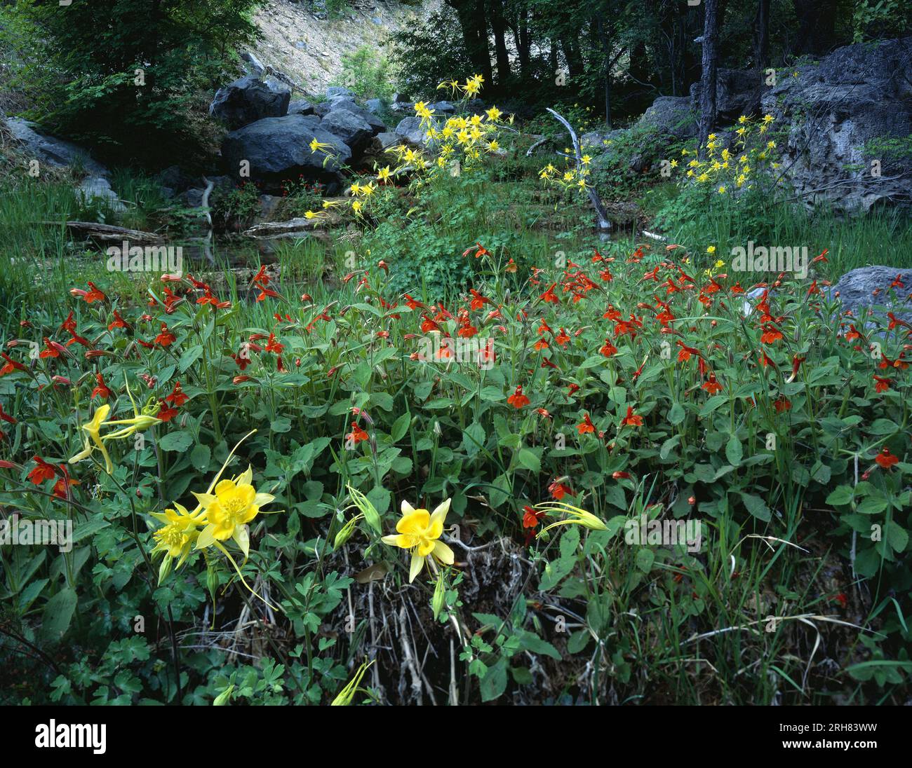 Yellow Columbine and Red Trumpet flowers in the Huachuca Mountains ...