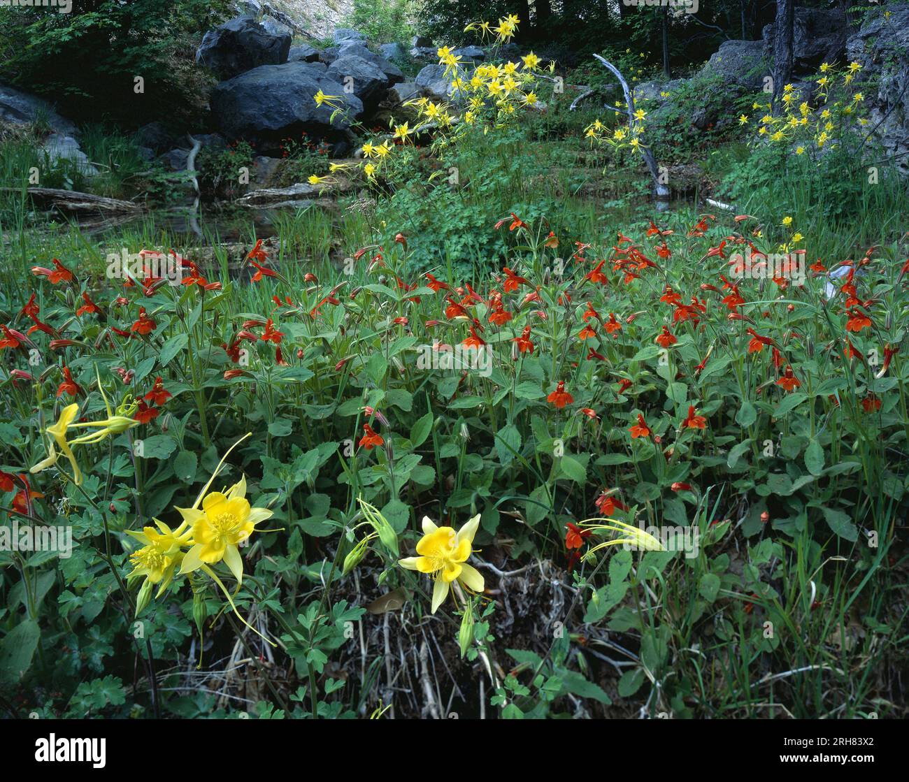 Yellow Columbine and Red Trumpet flowers in the Huachuca Mountains ...