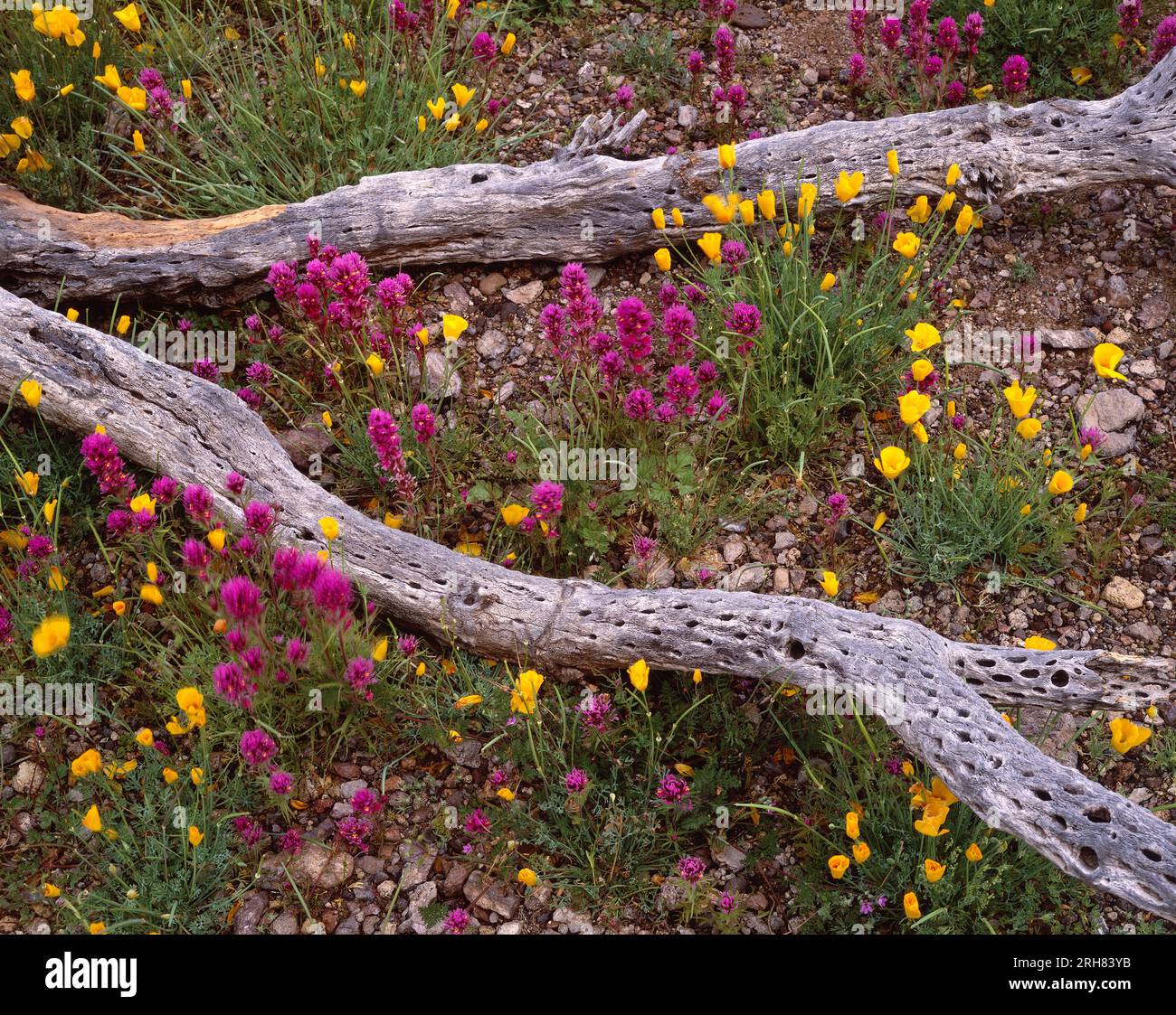 Picacho Peak State Park, Arizona Stock Photo - Alamy