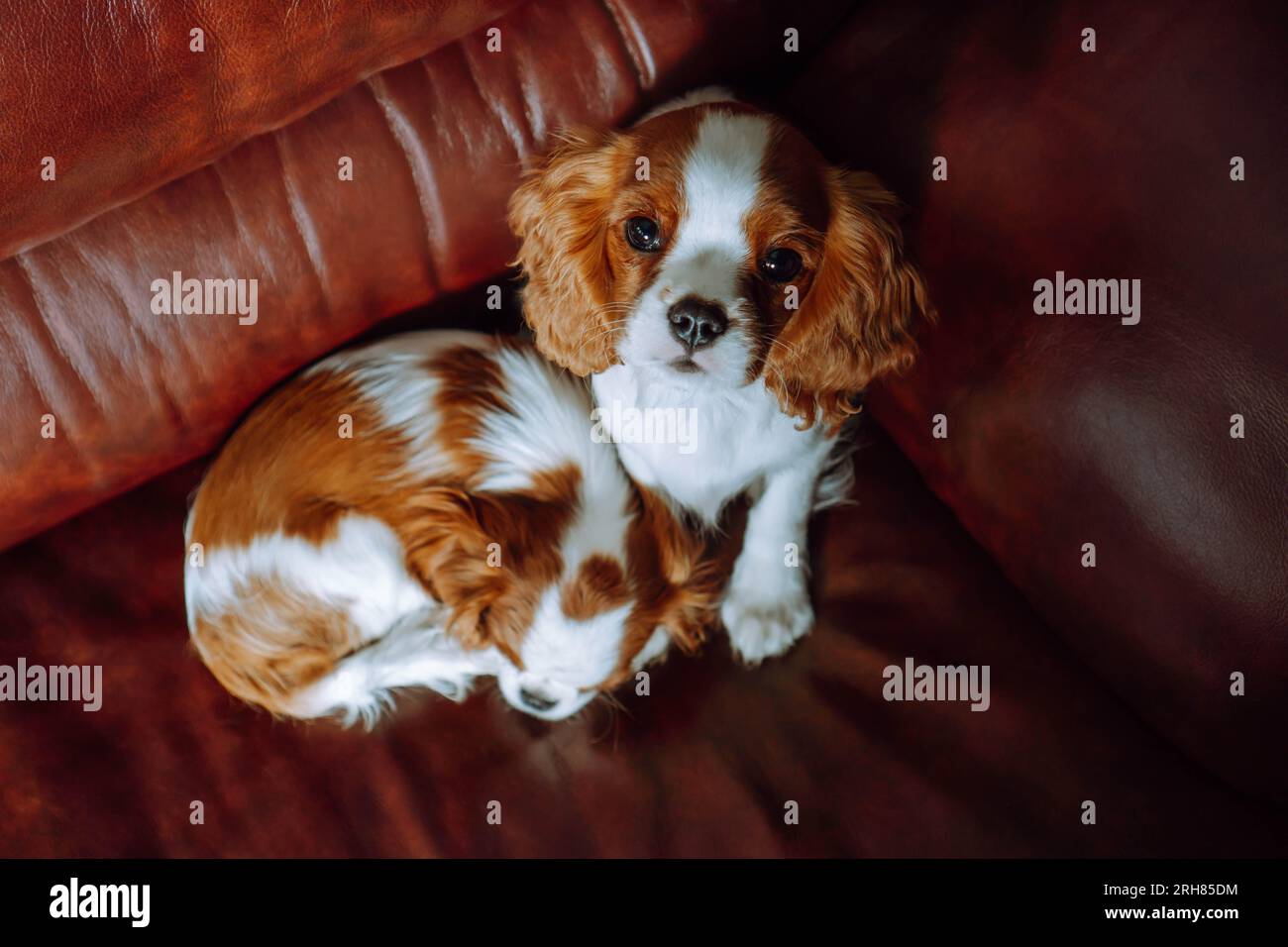 King charles second spaniel hi-res stock photography and images - Alamy