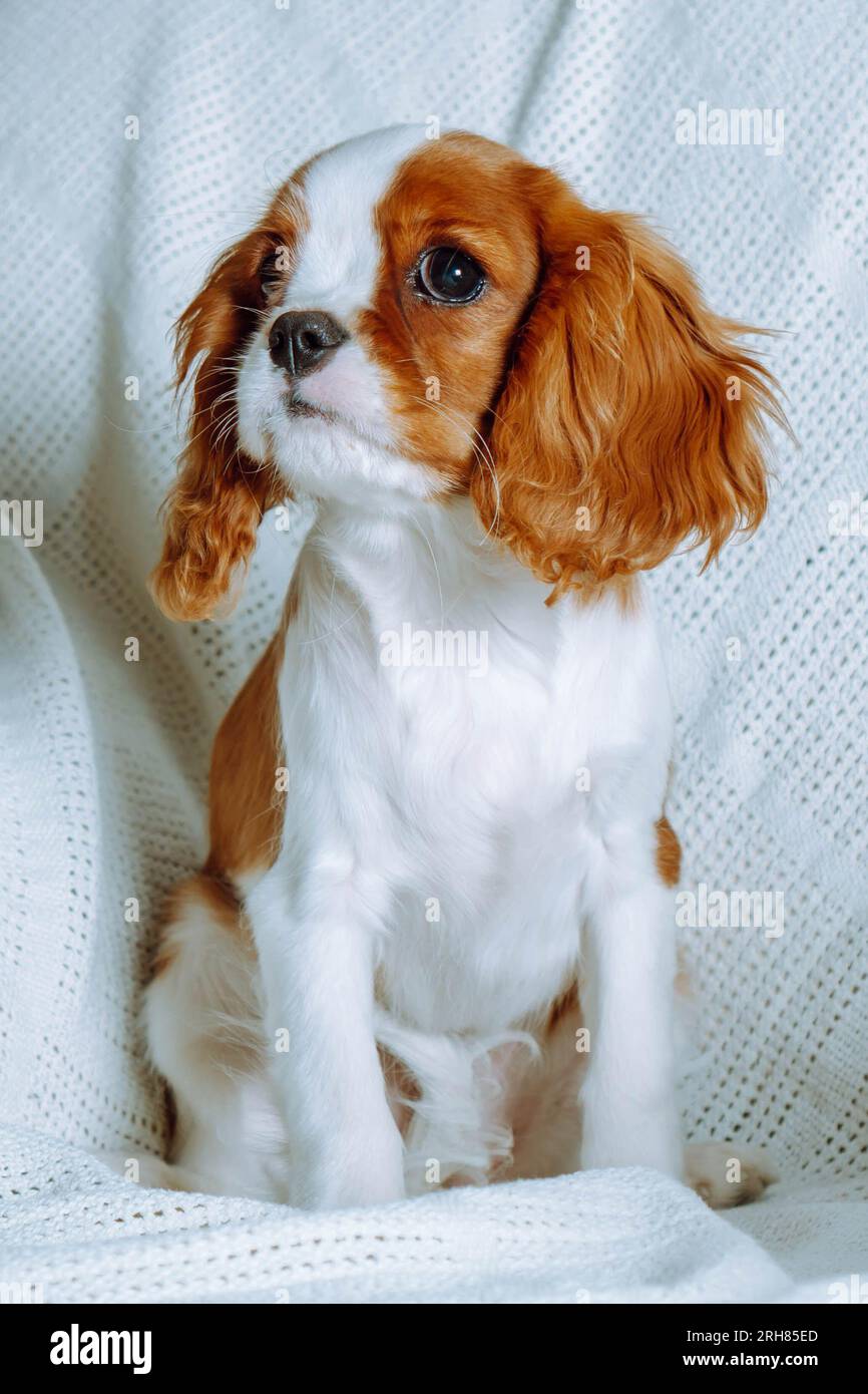 Delightful red and white furred Cavalier King Charles Spaniel sitting ...
