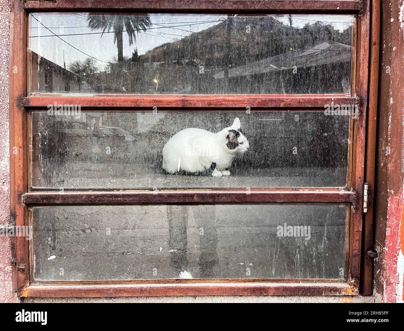 Gato en una ventana hi-res stock photography and images - Alamy
