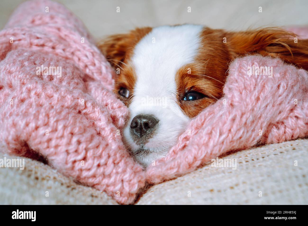 Little spaniel who sleeped on pink crocheted bedspread woke up ...