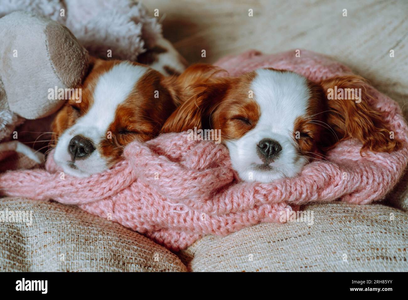 Cavalier King Charles Spaniel Puppy Sleeping