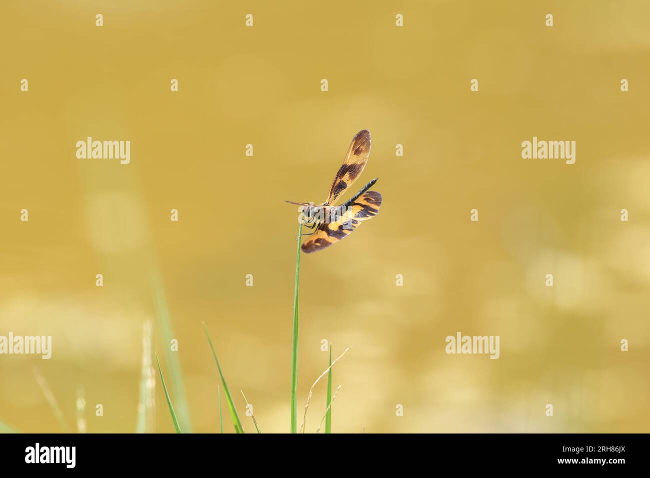 Common picture wing hi-res stock photography and images - Alamy