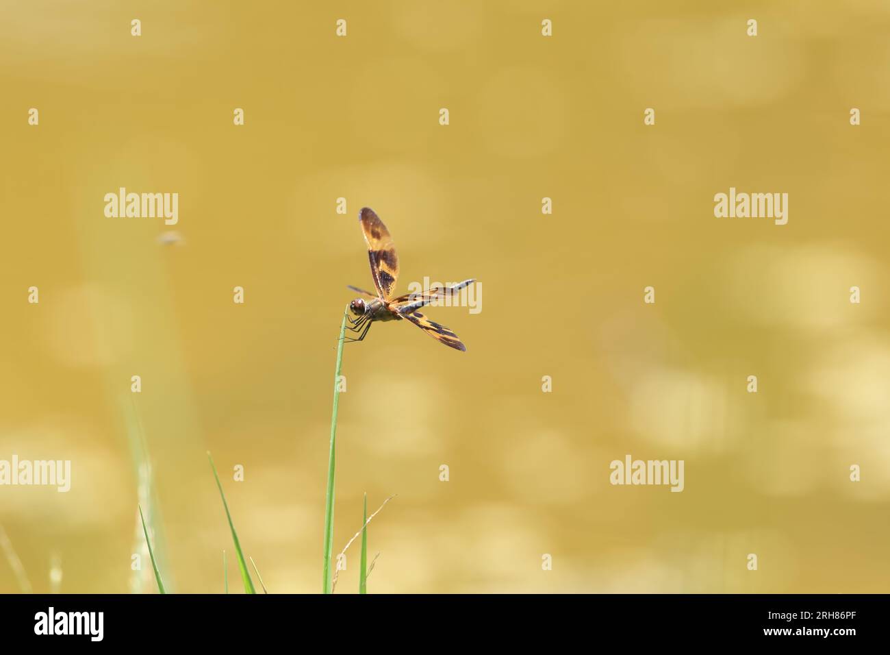 Common picture wing hi-res stock photography and images - Alamy