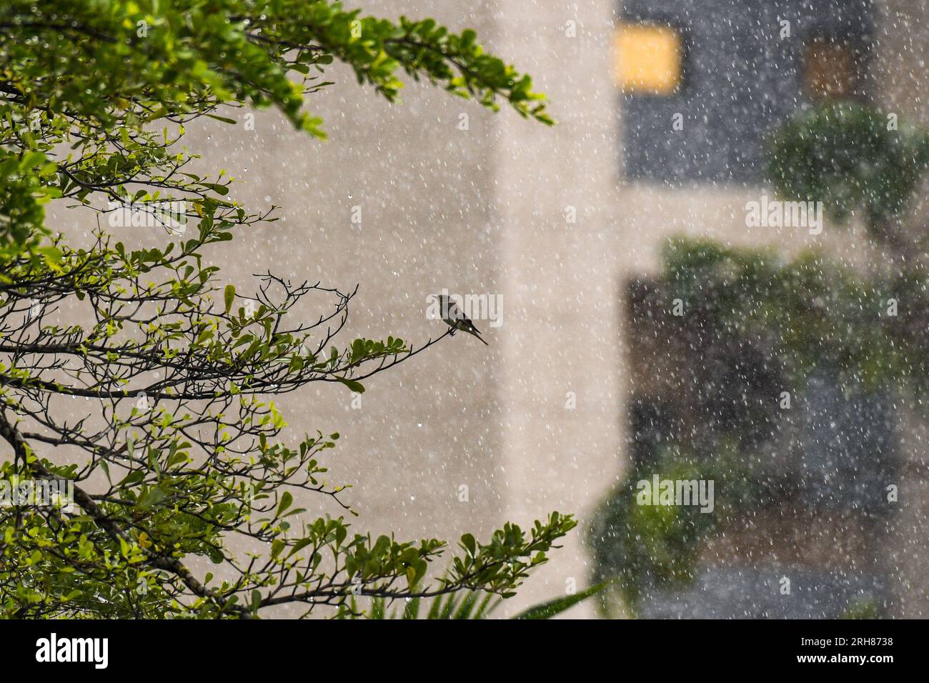 Weathering the storm hi-res stock photography and images - Alamy