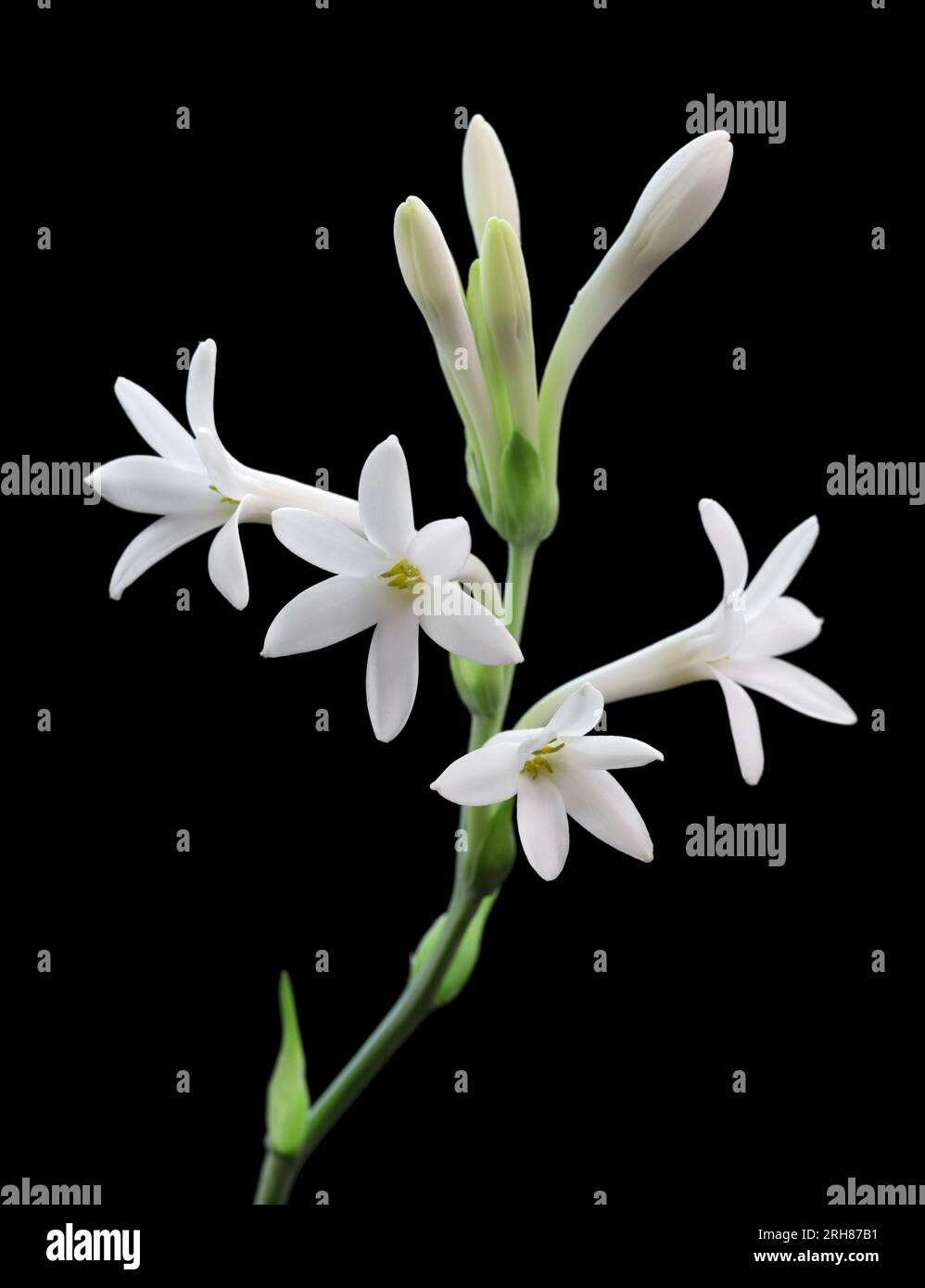 Tuberose flowers and buds isolated on black background Stock Photo - Alamy