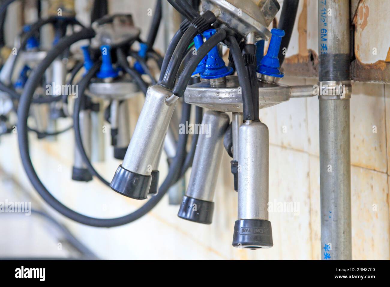 Mechanized milking equipment in a milking workshop Stock Photo - Alamy