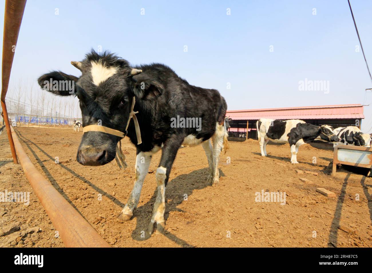 livestock breeding industry, Cows on a farm Stock Photo - Alamy