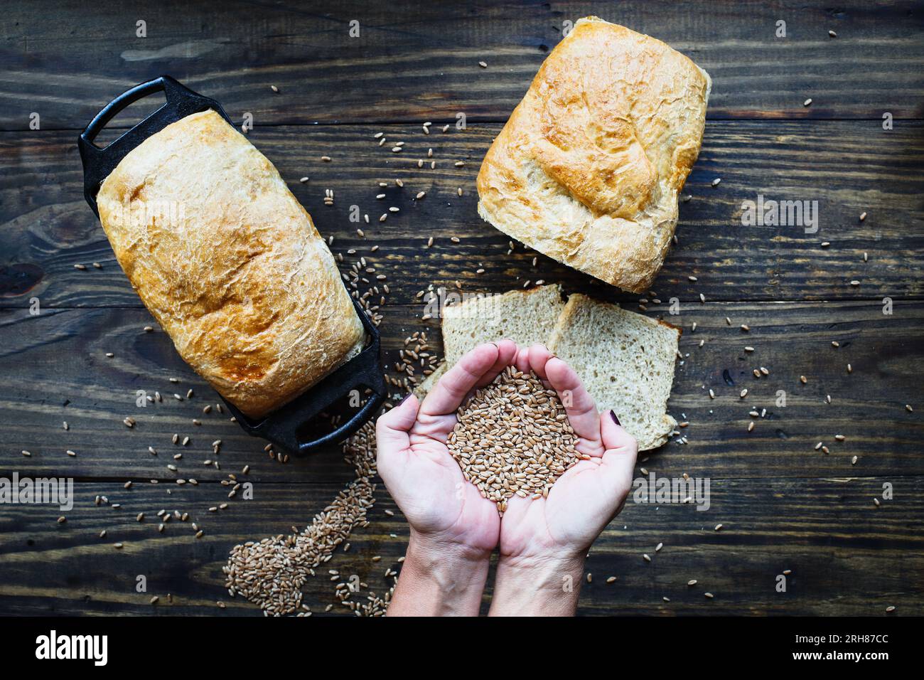 Woman's hands holding hard white wheat berries above loaves of sliced ...