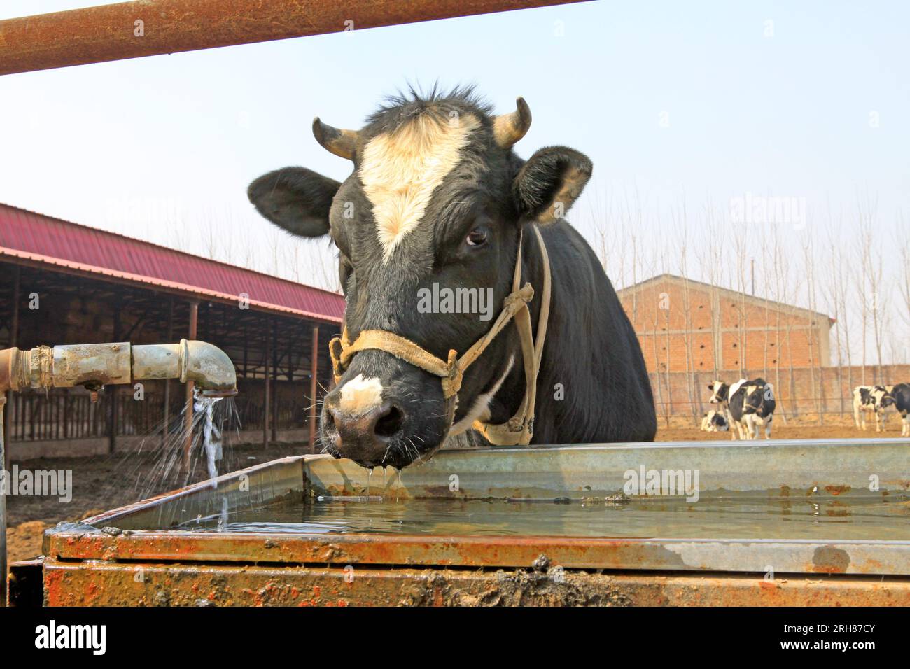 livestock breeding industry, Cows on a farm Stock Photo - Alamy