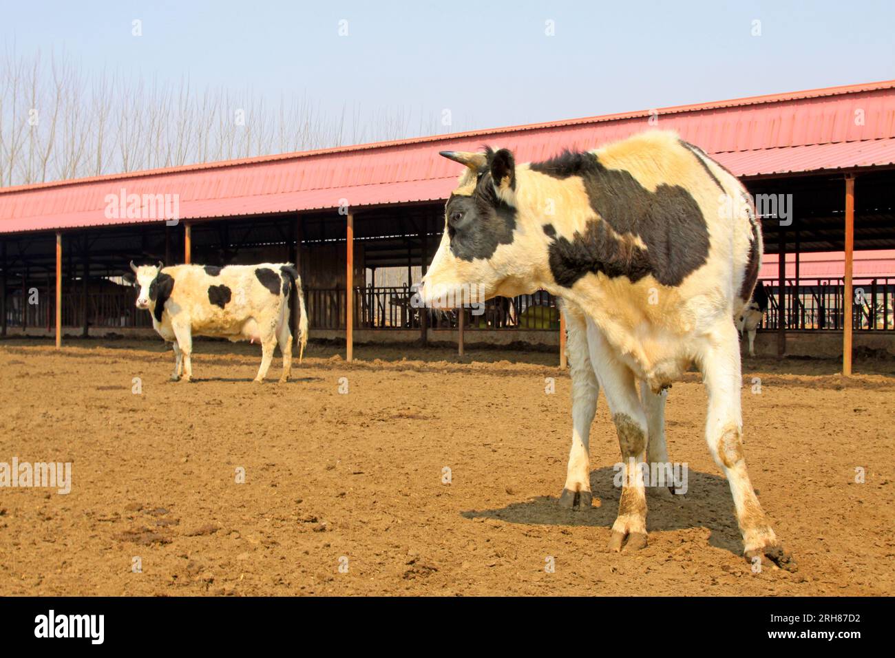 livestock breeding industry, Cows on a farm Stock Photo - Alamy