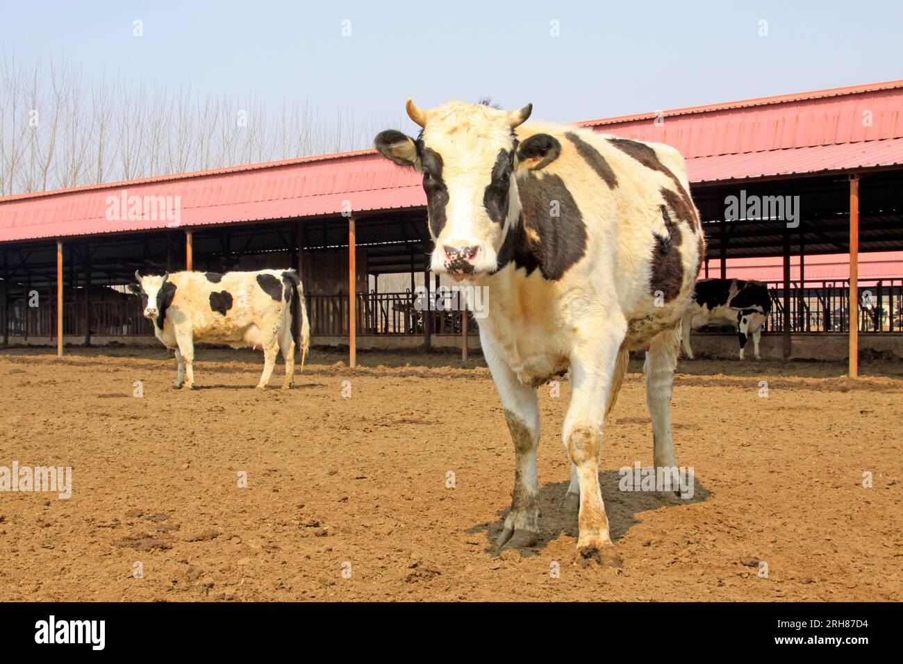 livestock breeding industry, Cows on a farm Stock Photo - Alamy