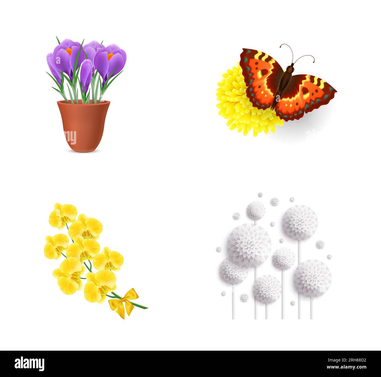 Butterfly iris flower Cut Out Stock Images & Pictures - Alamy