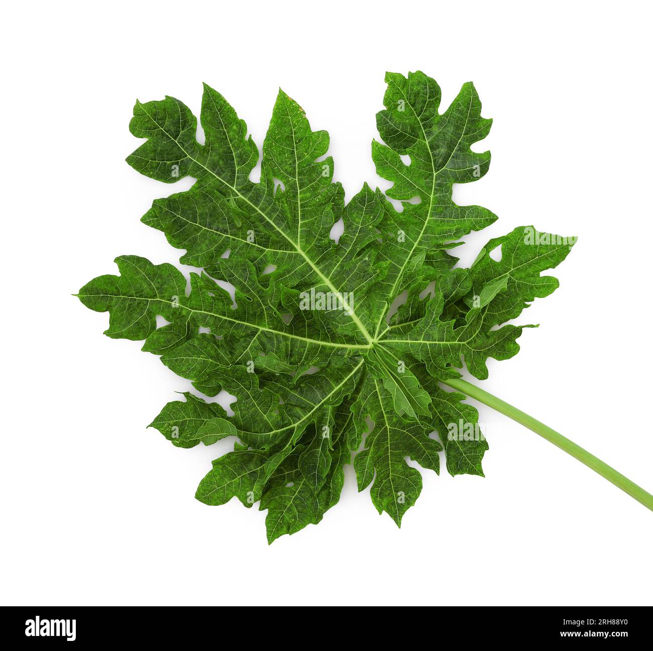 One papaya leaf isolated on white, top view Stock Photo - Alamy