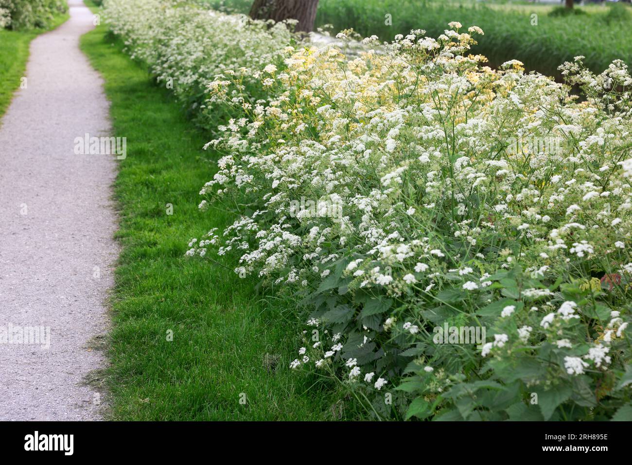 Beautiful view of pathway among bushes with flowers outdoors Stock ...