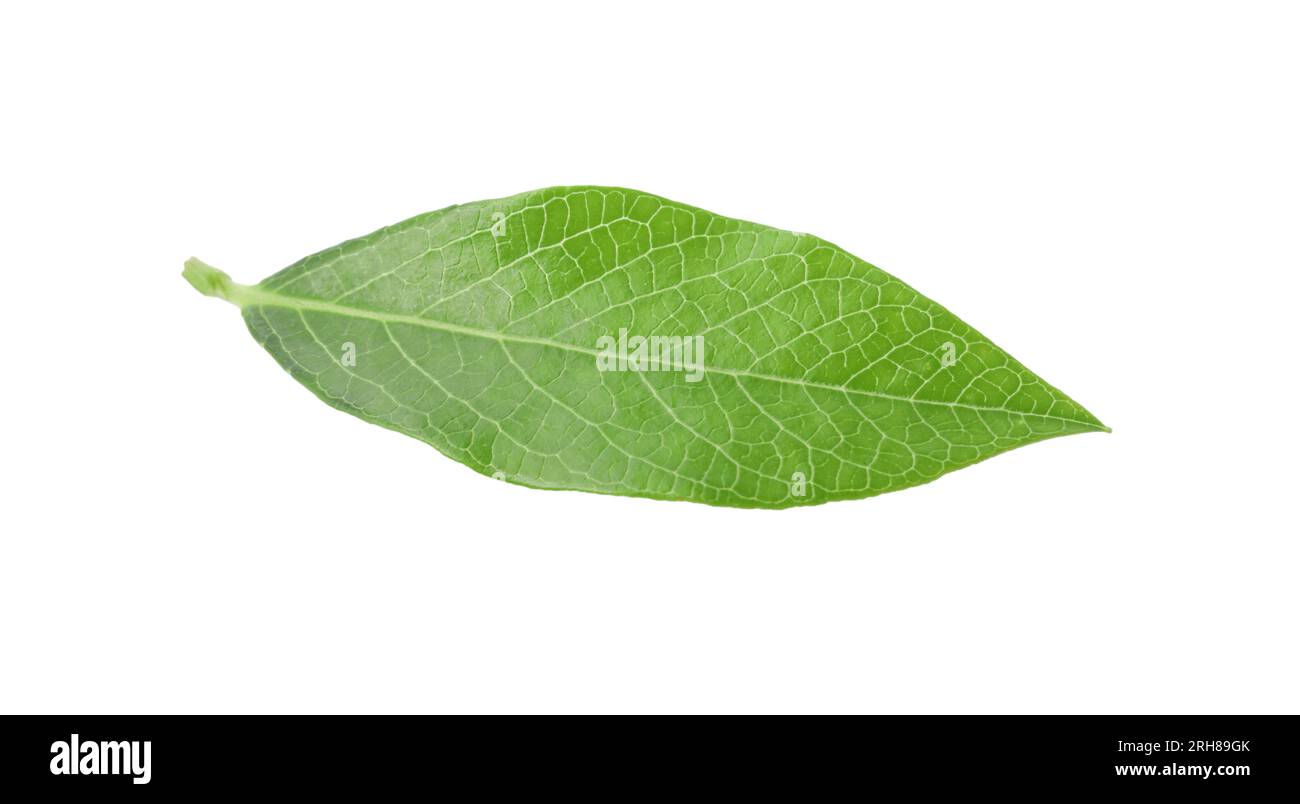 One green blueberry leaf isolated on white Stock Photo - Alamy