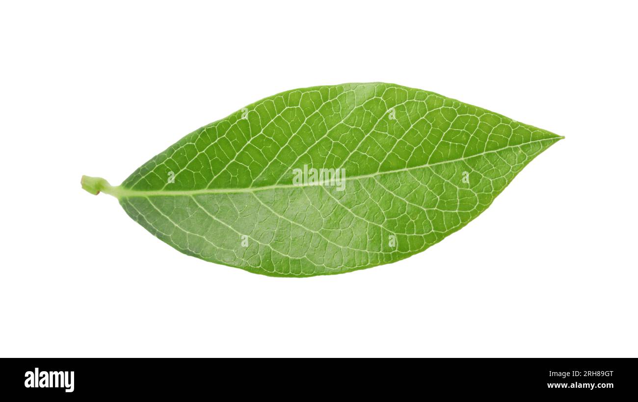 One green blueberry leaf isolated on white Stock Photo - Alamy