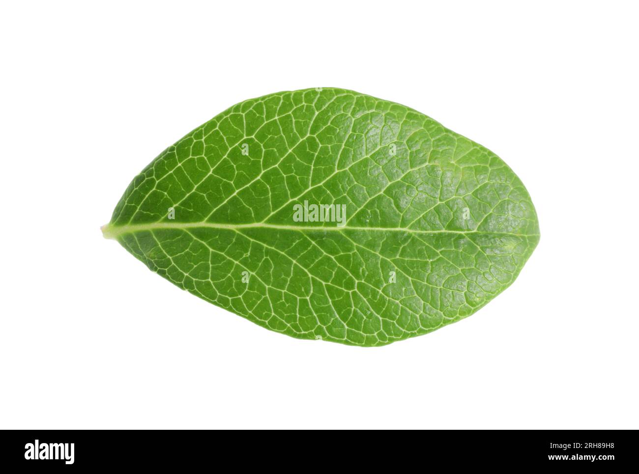 One green blueberry leaf isolated on white Stock Photo - Alamy