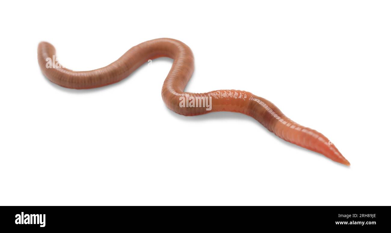 One earthworm isolated on white. Terrestrial invertebrates Stock Photo ...