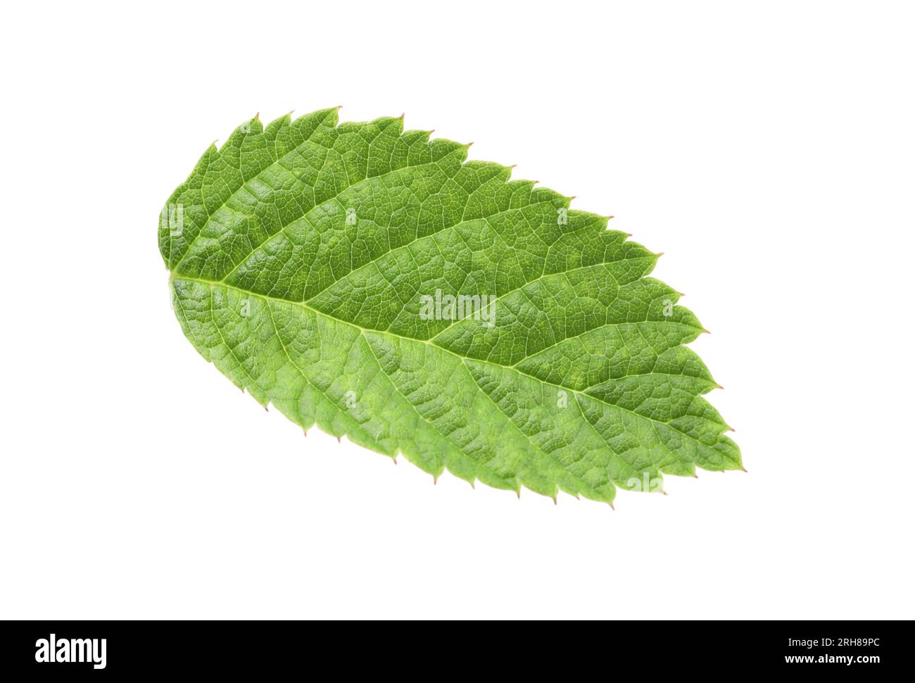 One green raspberry leaf isolated on white Stock Photo - Alamy