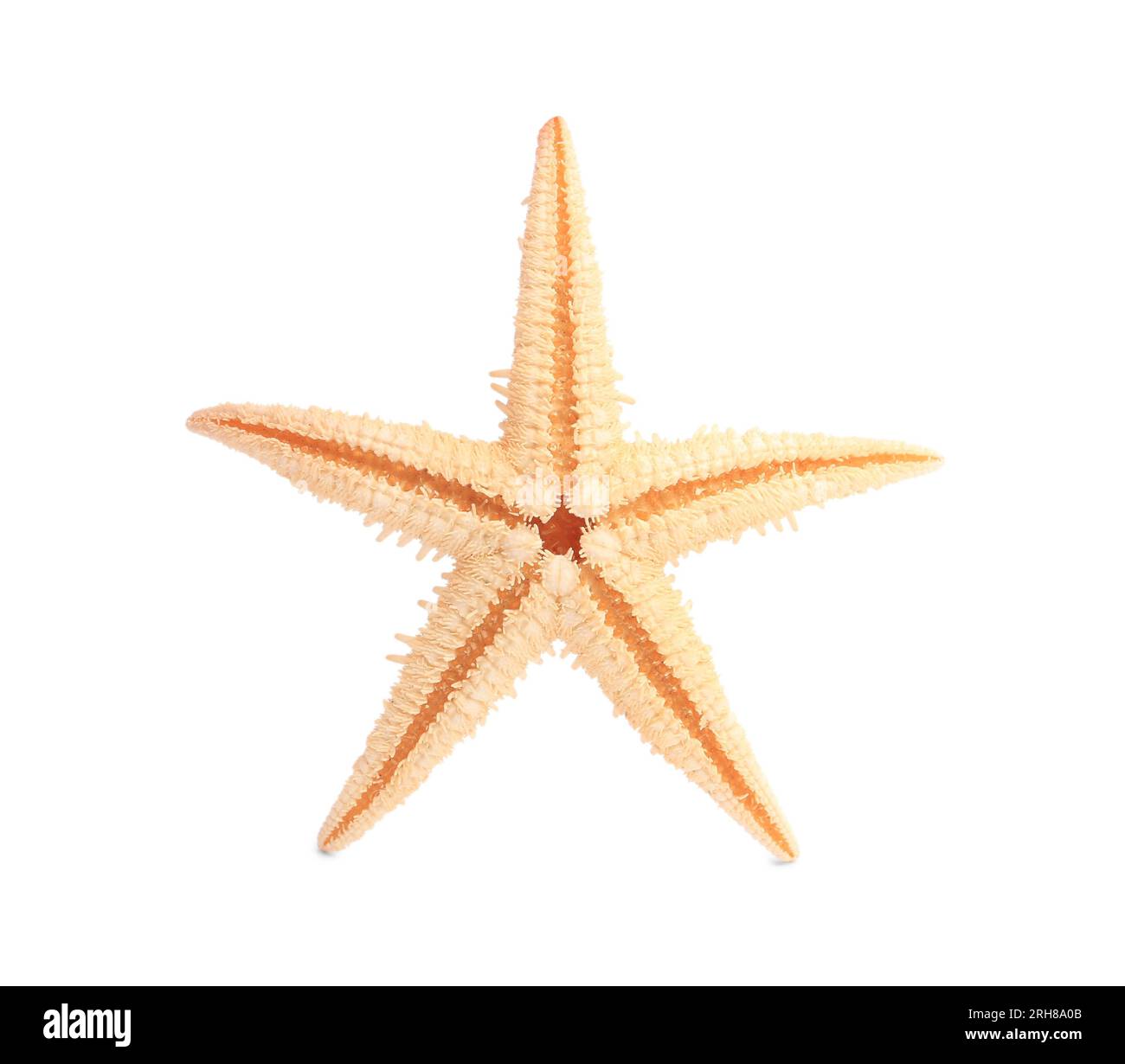 Beautiful sea star (starfish) isolated on white Stock Photo - Alamy