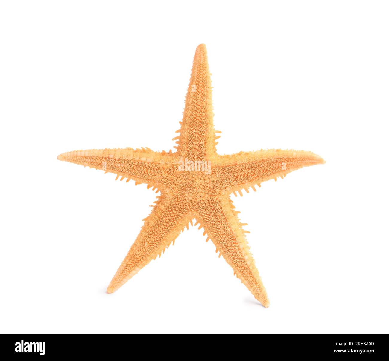 Beautiful sea star (starfish) isolated on white Stock Photo - Alamy