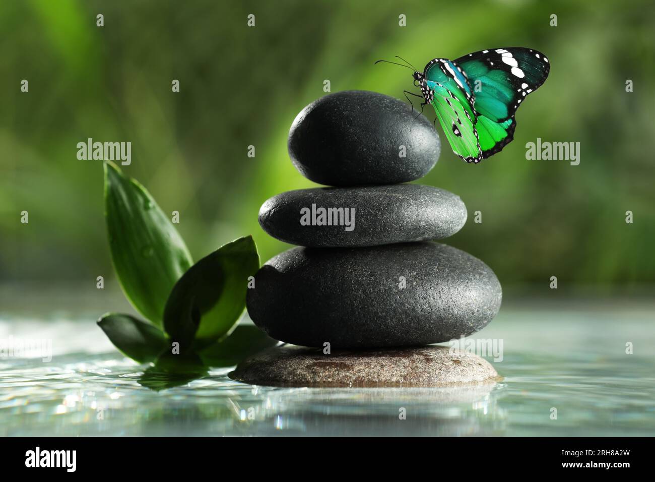 Peace and harmony. Stacked stones in water and beautiful butterfly ...