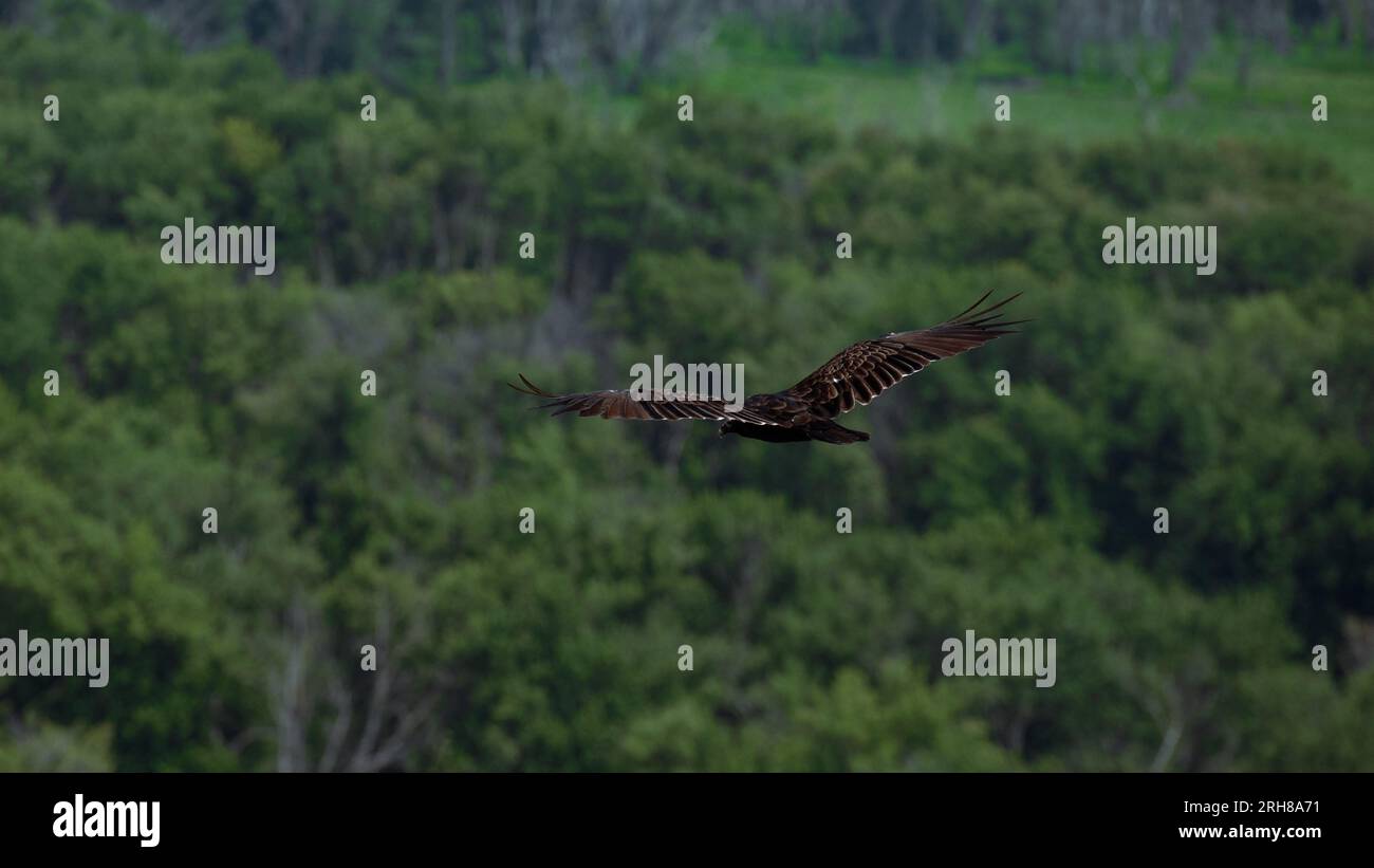 Flying eagle point of view hi-res stock photography and images - Alamy