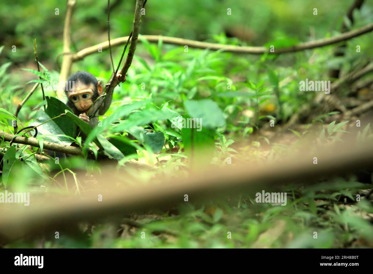 Crested macaque reproduction hi-res stock photography and images - Alamy